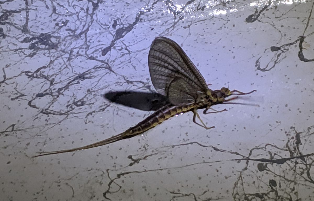 Michigan Fly Fishing Hatch Charts – The Wicked Fly